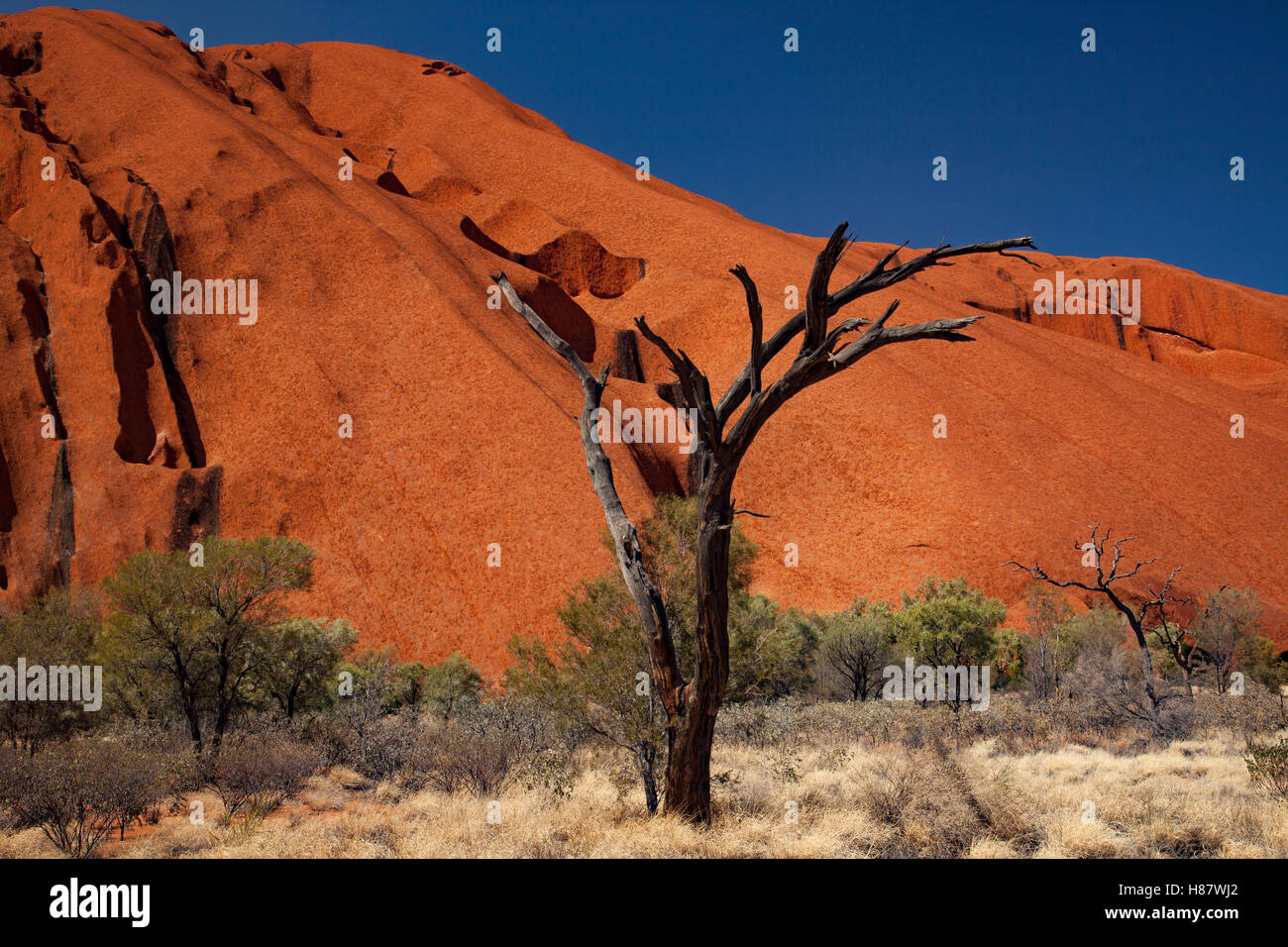 Dead tree and Ayers Rock, Uluru Kata Tjuta National Park, Northern ...