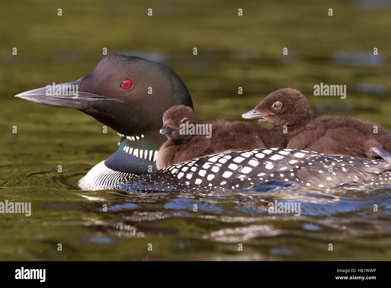 Common loon swimming with two chicks on her back in Canada Stock Photo ...