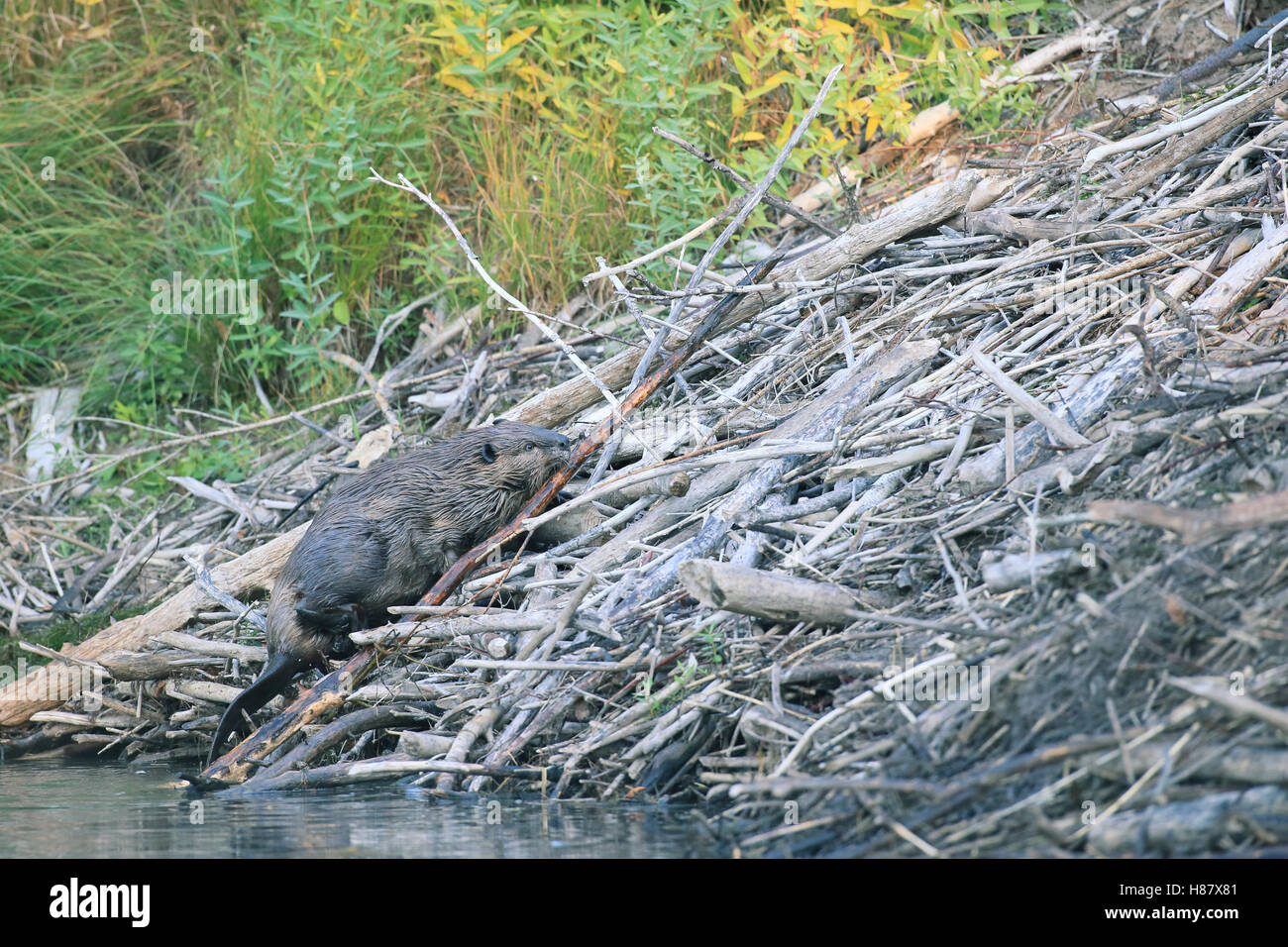 American Beaver (Castor canadensis) carrying stick for lodge, Glacier ...