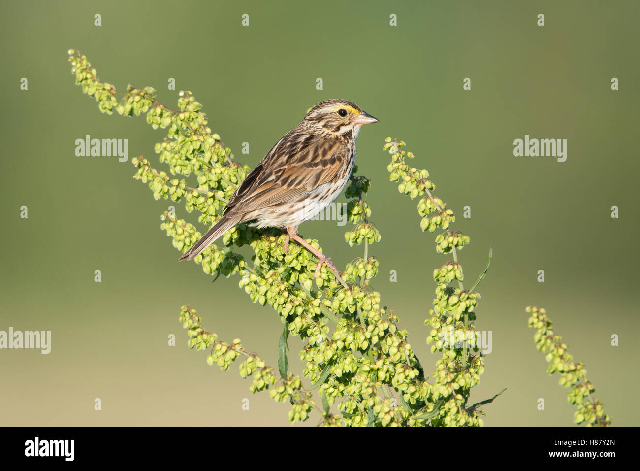 Savannah Sparrow (Passerculus sandwichensis), Maine Stock Photo - Alamy