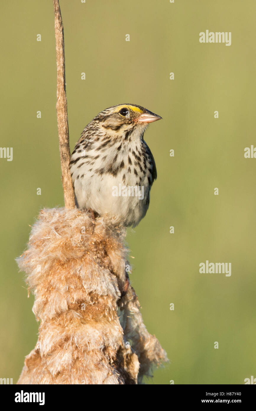 Savannah Sparrow (Passerculus sandwichensis), Maine Stock Photo - Alamy
