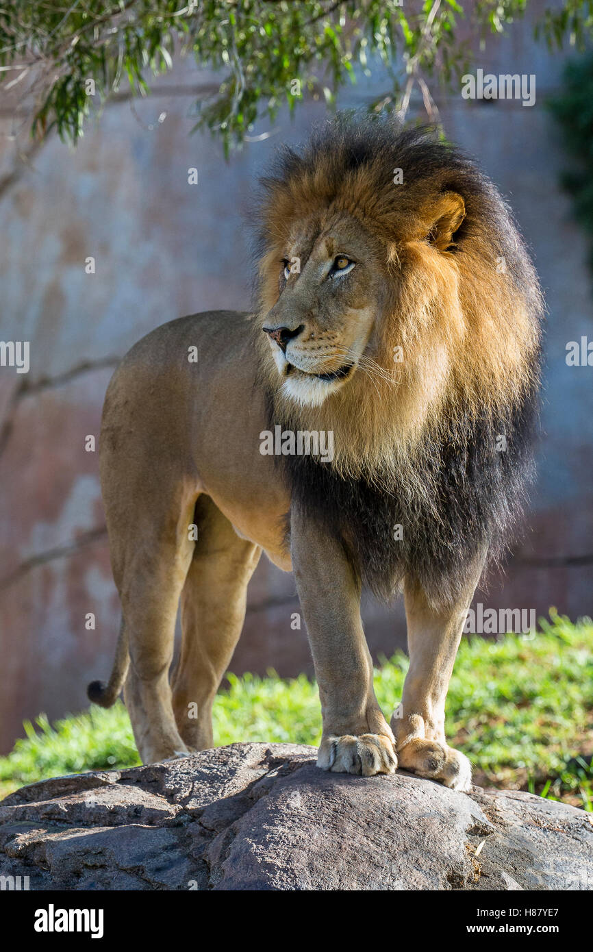 African Lion (Panthera leo) male, San Diego Zoo Safari Park, California ...