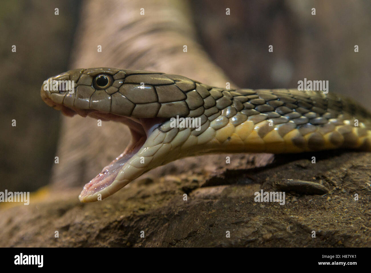 King Cobra (Ophiophagus hannah) in defensive posture, San Diego Zoo ...
