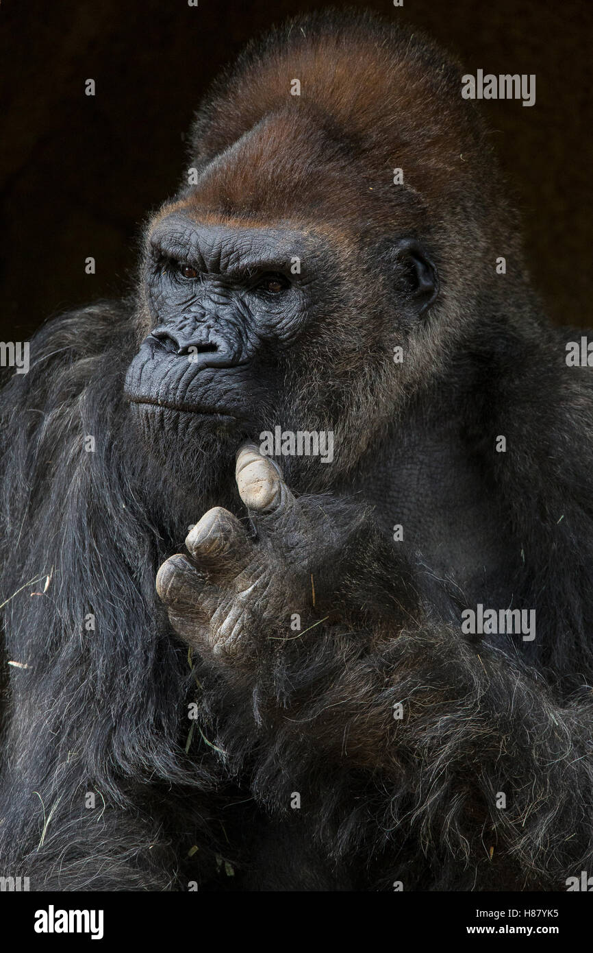 Western Lowland Gorilla (Gorilla gorilla gorilla) male scratching, San ...