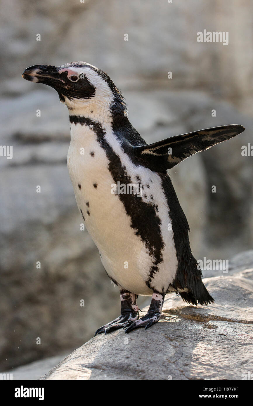 Black-footed Penguin (Spheniscus demersus) stretching, San Diego Zoo ...