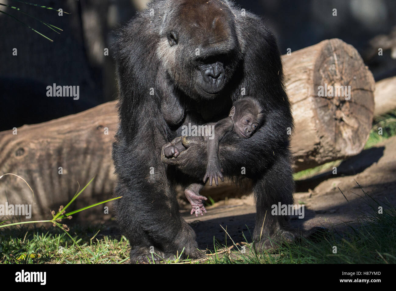Western Lowland Gorilla (Gorilla gorilla gorilla) mother carrying baby ...