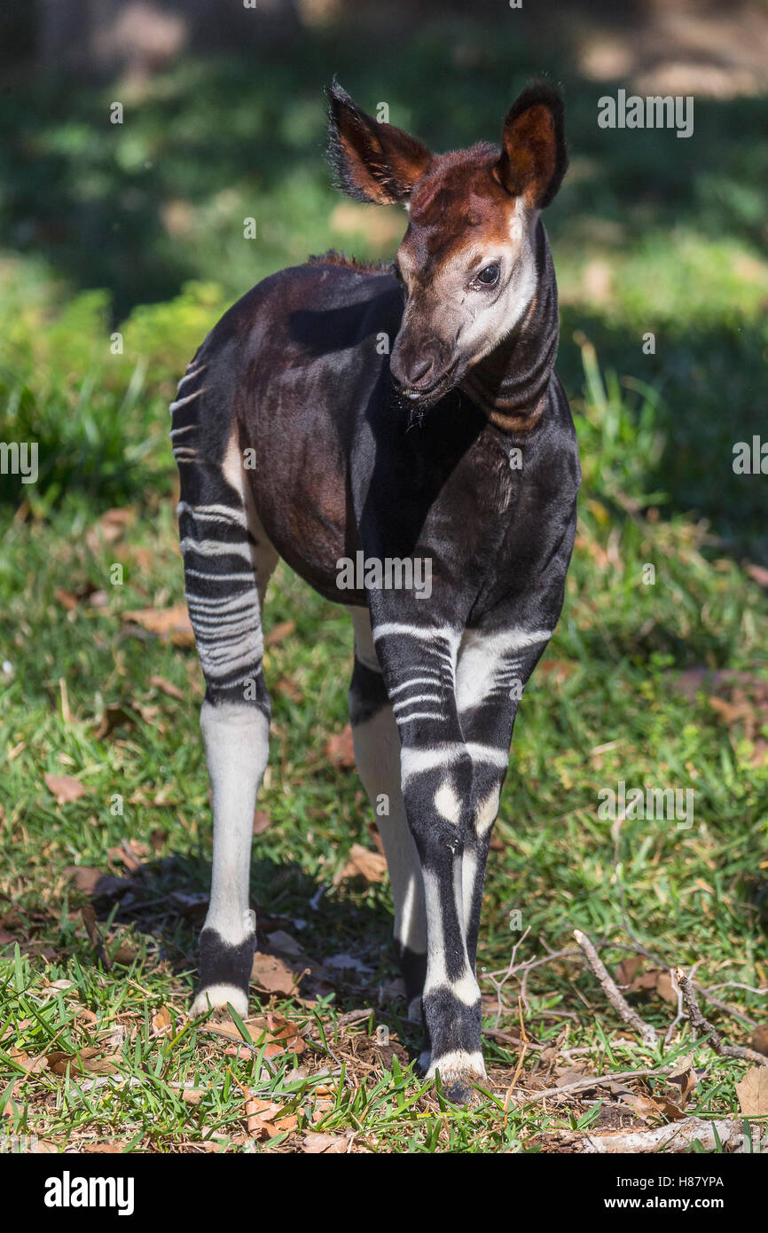 Okapi (Okapia johnstoni) calf, native to Africa Stock Photo - Alamy