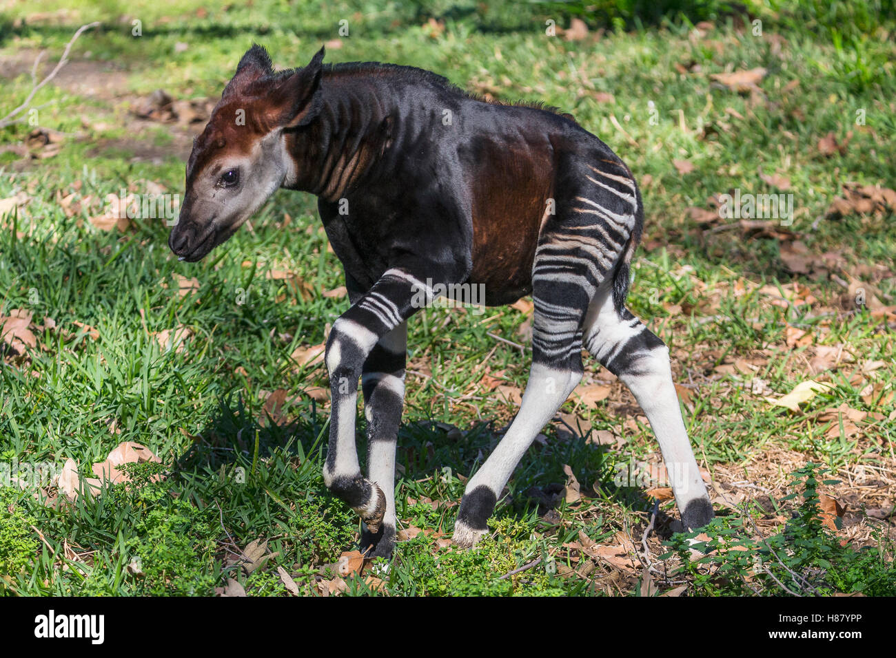 Okapi (Okapia johnstoni) calf walking, native to Africa Stock Photo - Alamy