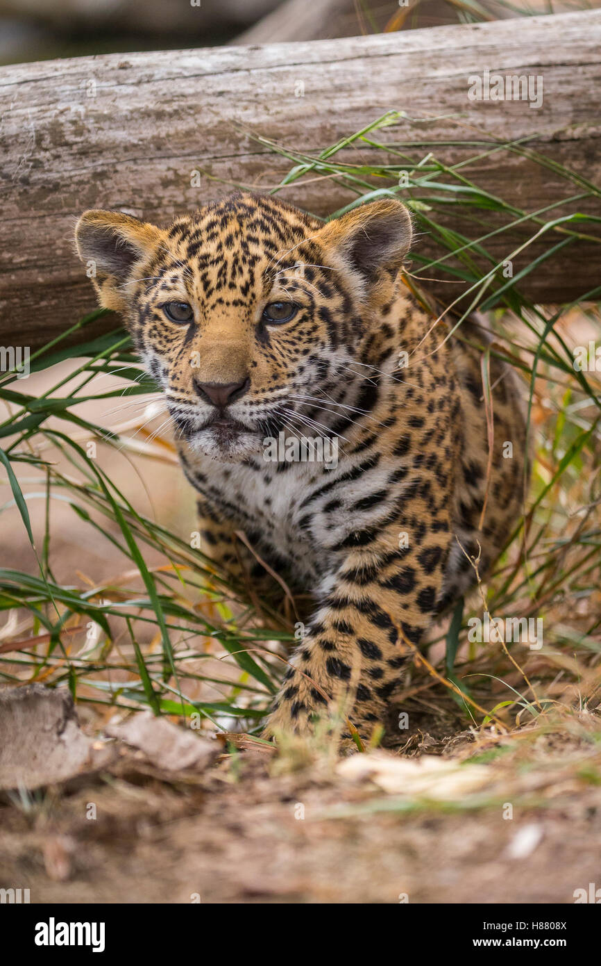 Jaguar (Panthera onca) cub, San Diego Zoo, California Stock Photo - Alamy