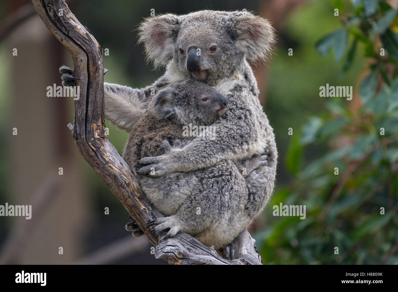 Queensland Koala (Phascolarctos cinereus adustus) mother with joey, San Diego Zoo, California ...