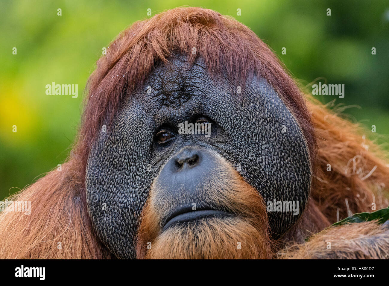 Sumatran Orangutan (Pongo abelii) male, San Diego Zoo, California Stock ...