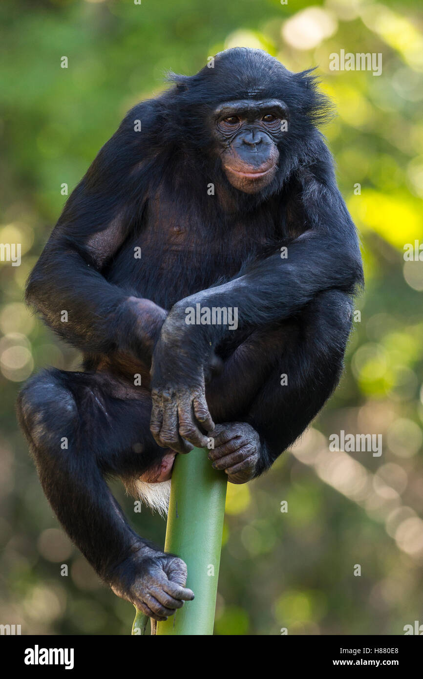 Bonobo (Pan paniscus) female, San Diego Zoo, California Stock Photo - Alamy