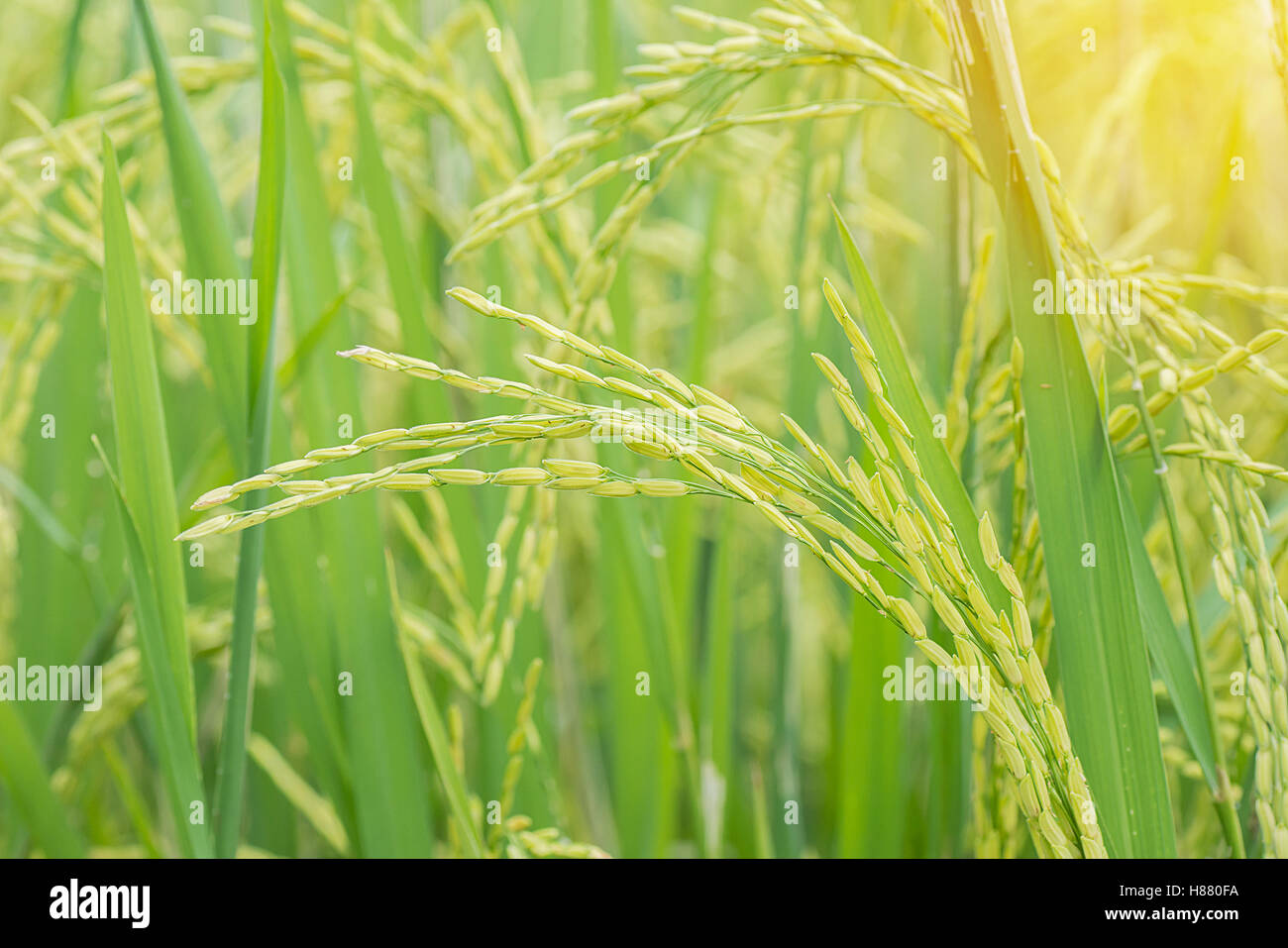 Close up green rice field with sun light effect,agricultural concept ...
