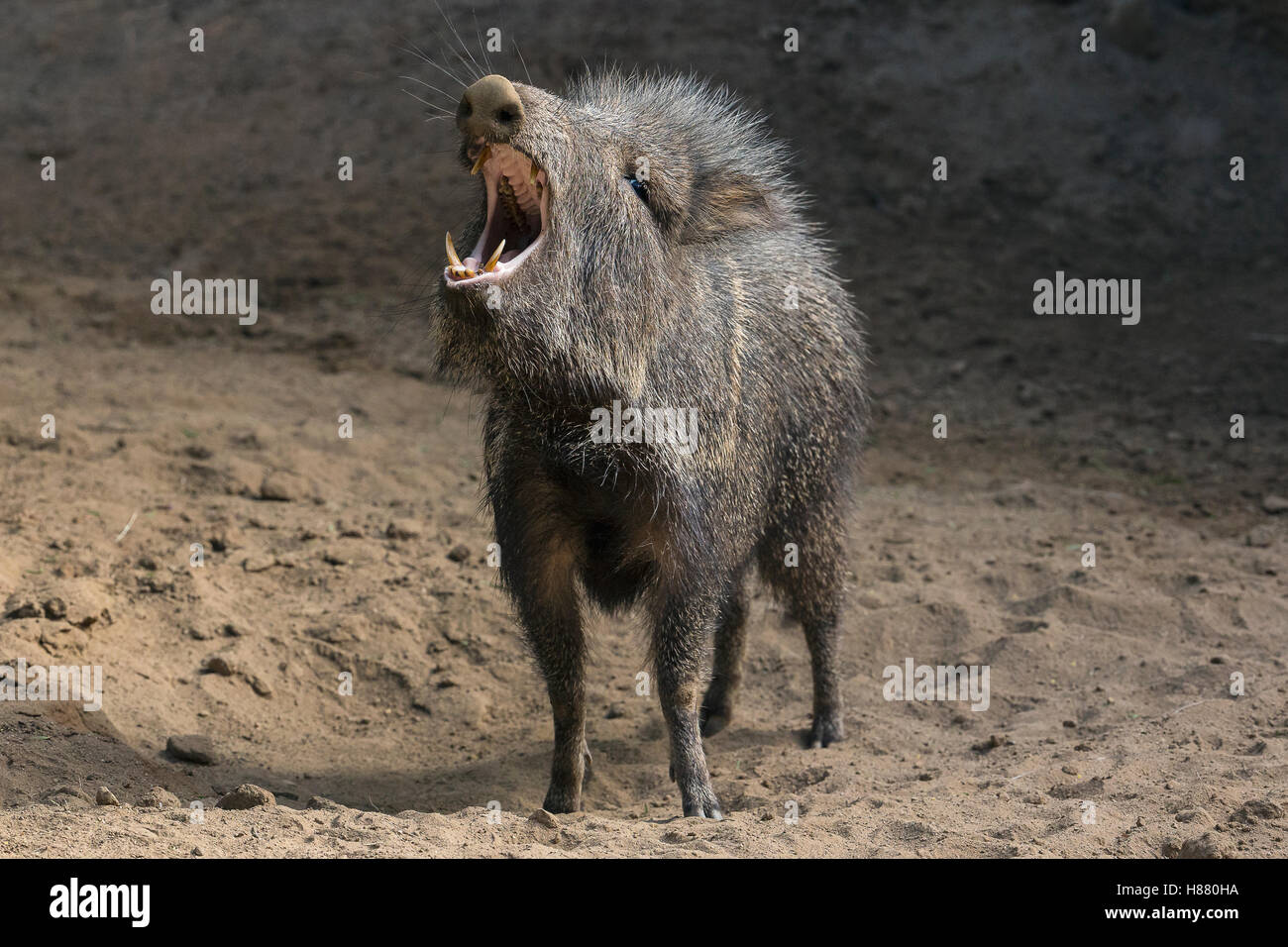 Chacoan Peccary (Catagonus wagneri) in defensive posture, native to ...