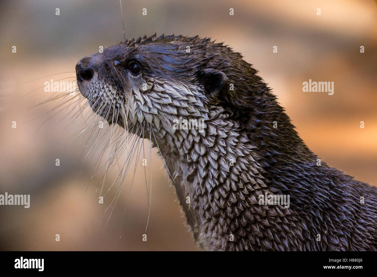 African Small-clawed Otter (Aonyx capensis), native to Africa Stock ...