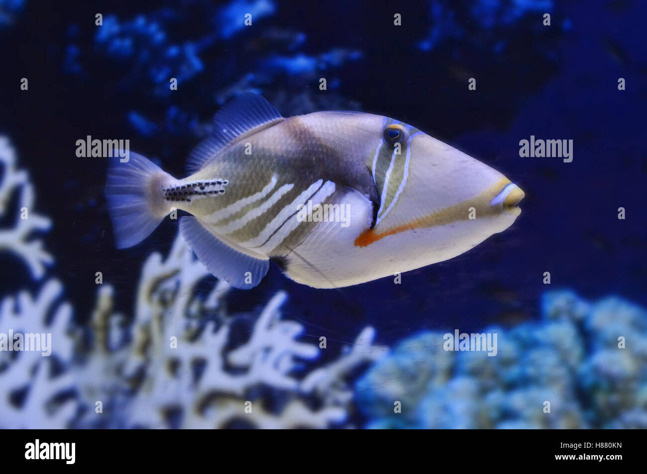 Marine aquarium fish Triggerfish Picasso prickly with bright beautiful ...