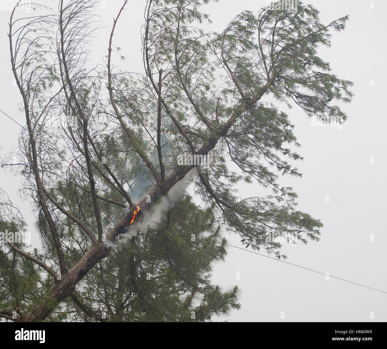 Sparks flames from burning tree hi-res stock photography and images - Alamy