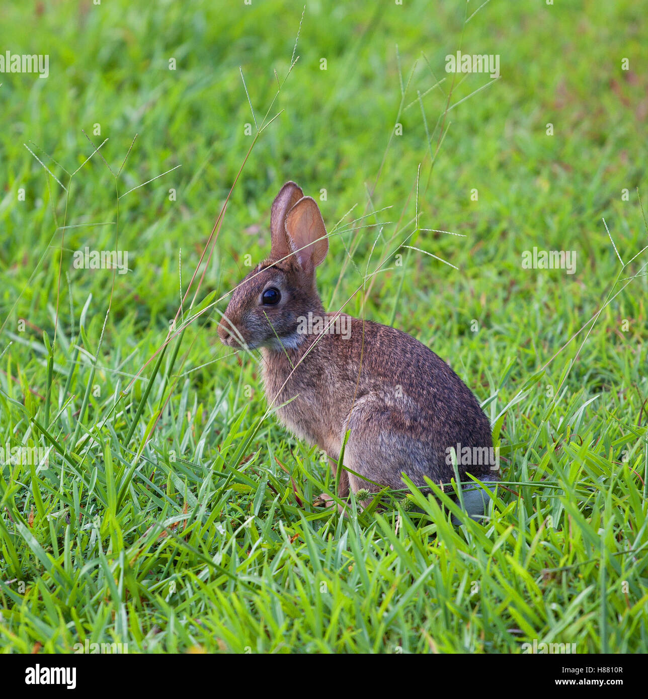 Cottontail rabbit that is keeping an eye on the camera Stock Photo - Alamy