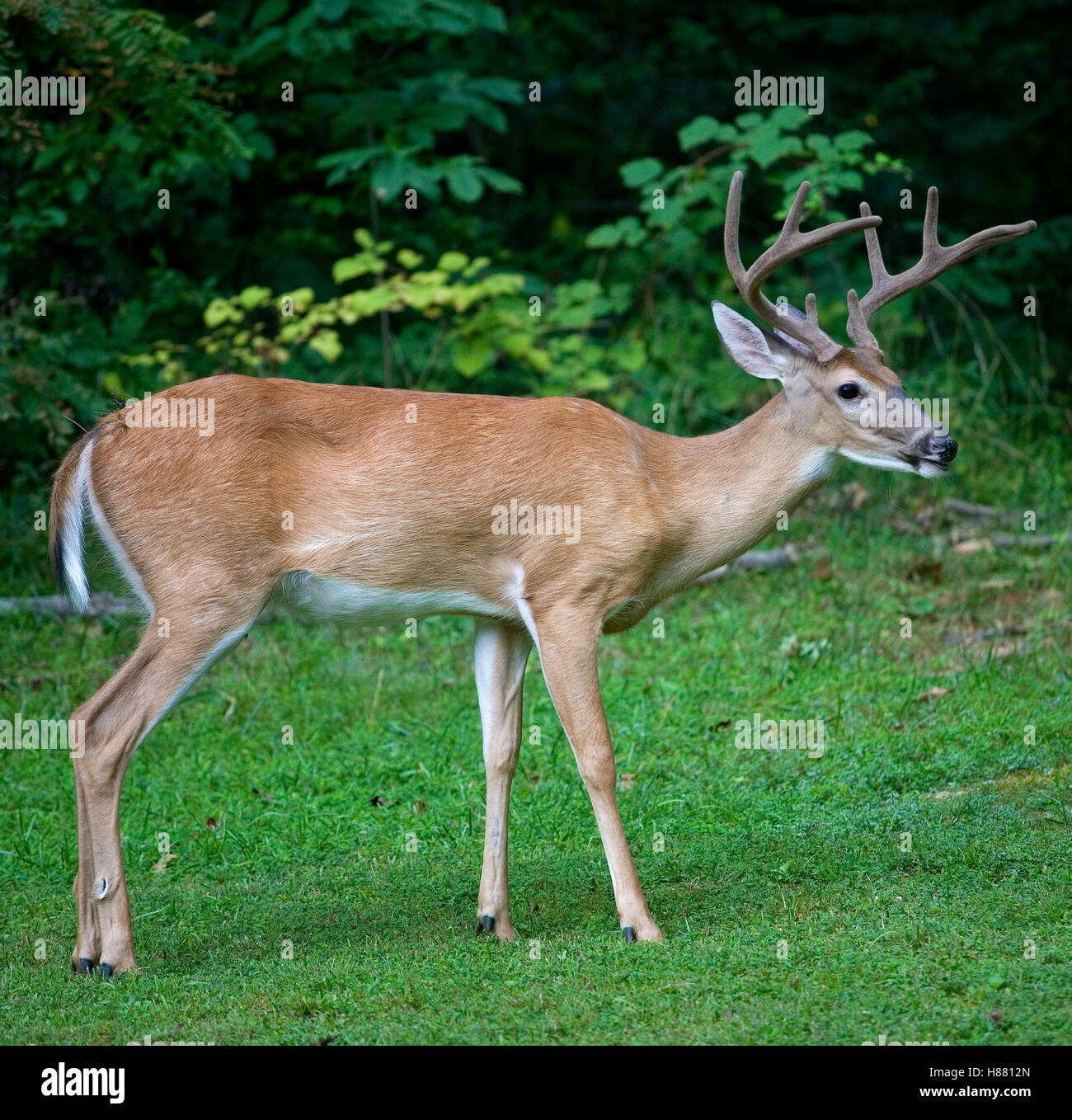 Whitetail deer field hi-res stock photography and images - Alamy