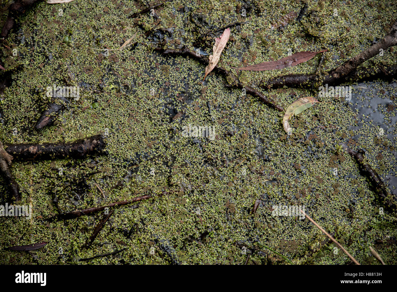 Attractive moss hi-res stock photography and images - Alamy