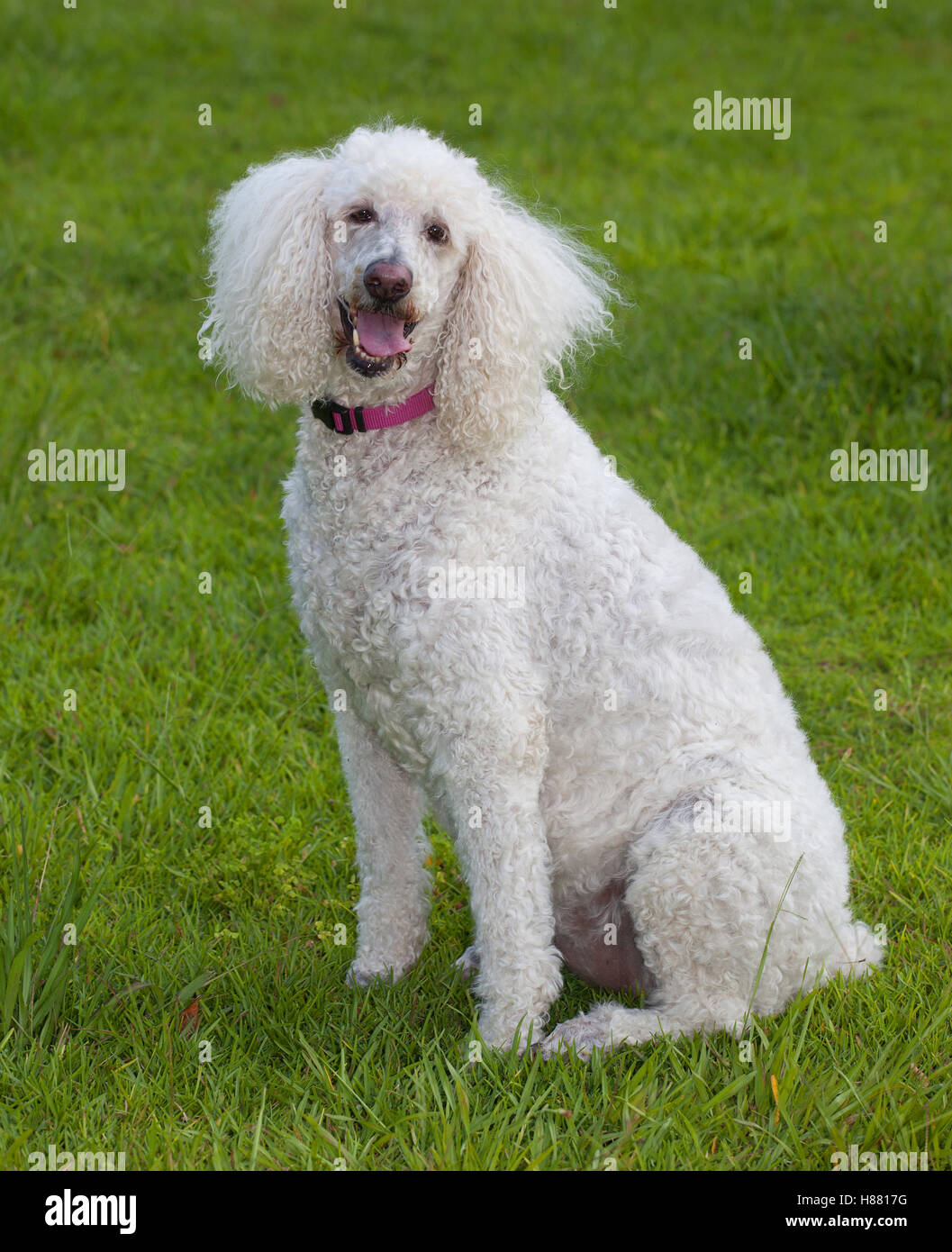 See obediently hi-res stock photography and images - Alamy