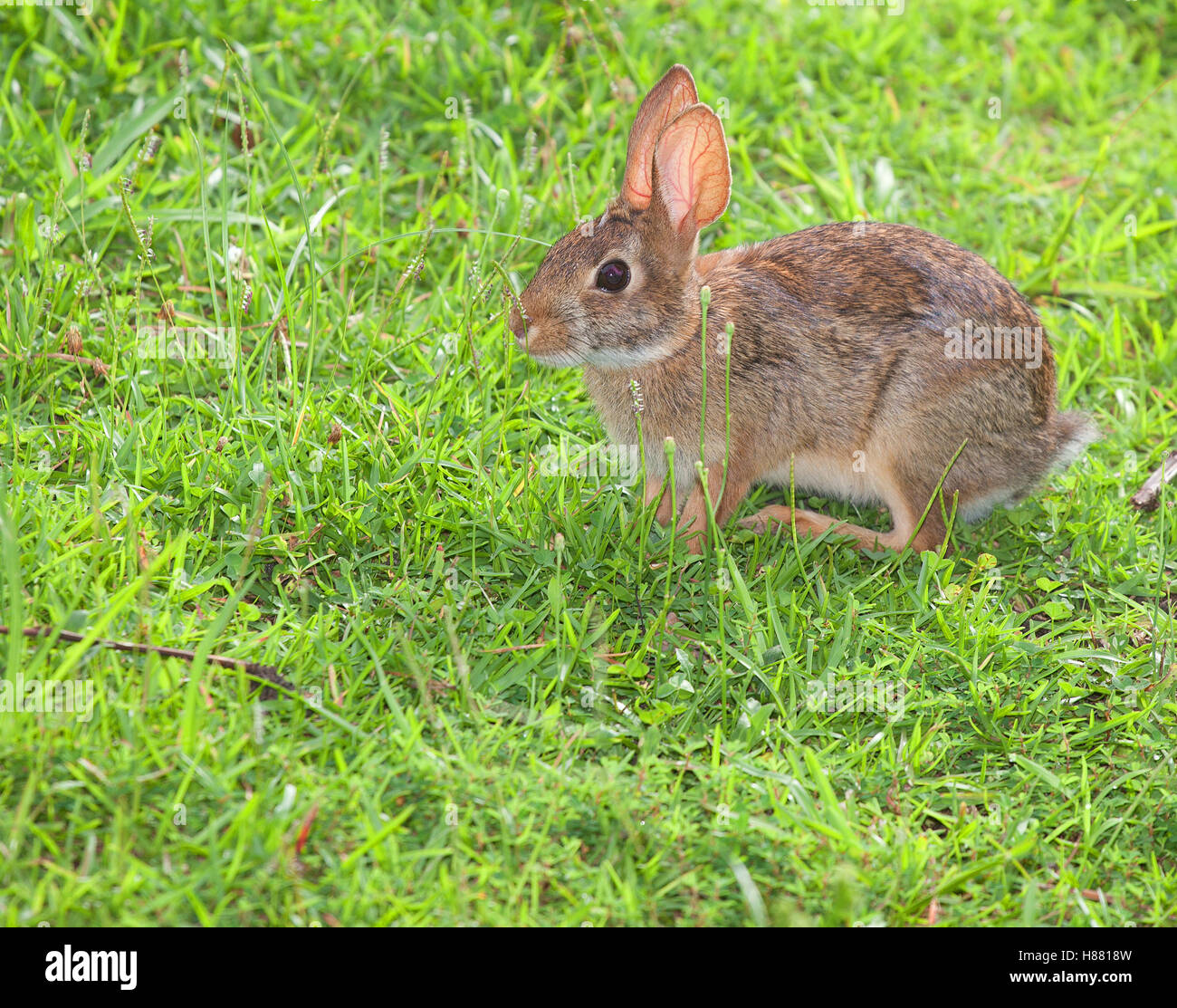 Small rabbit hi-res stock photography and images - Alamy