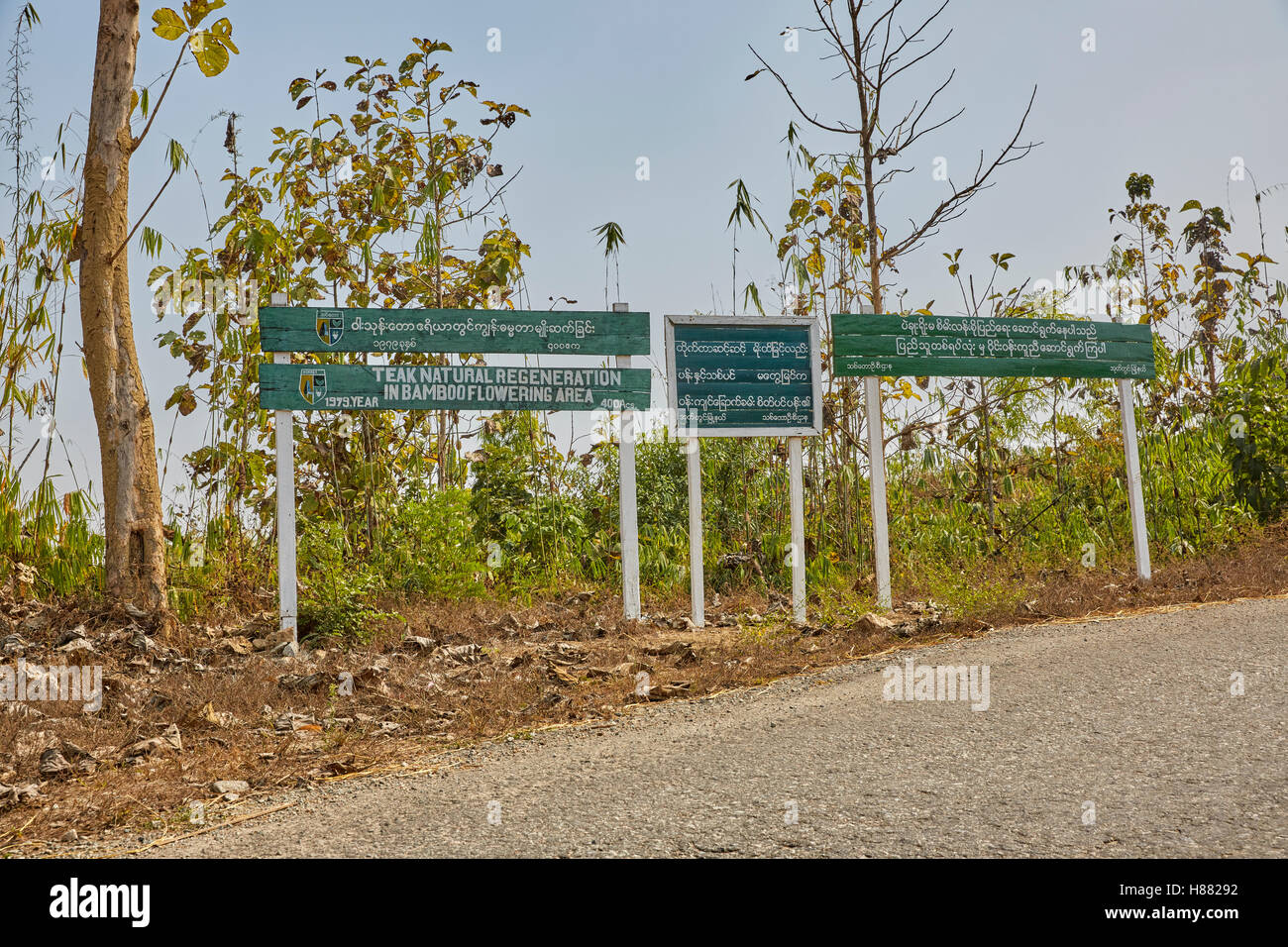 Teak Plantation, Bago Yoma Forest, Pegu mountain range, Myanmar Stock ...