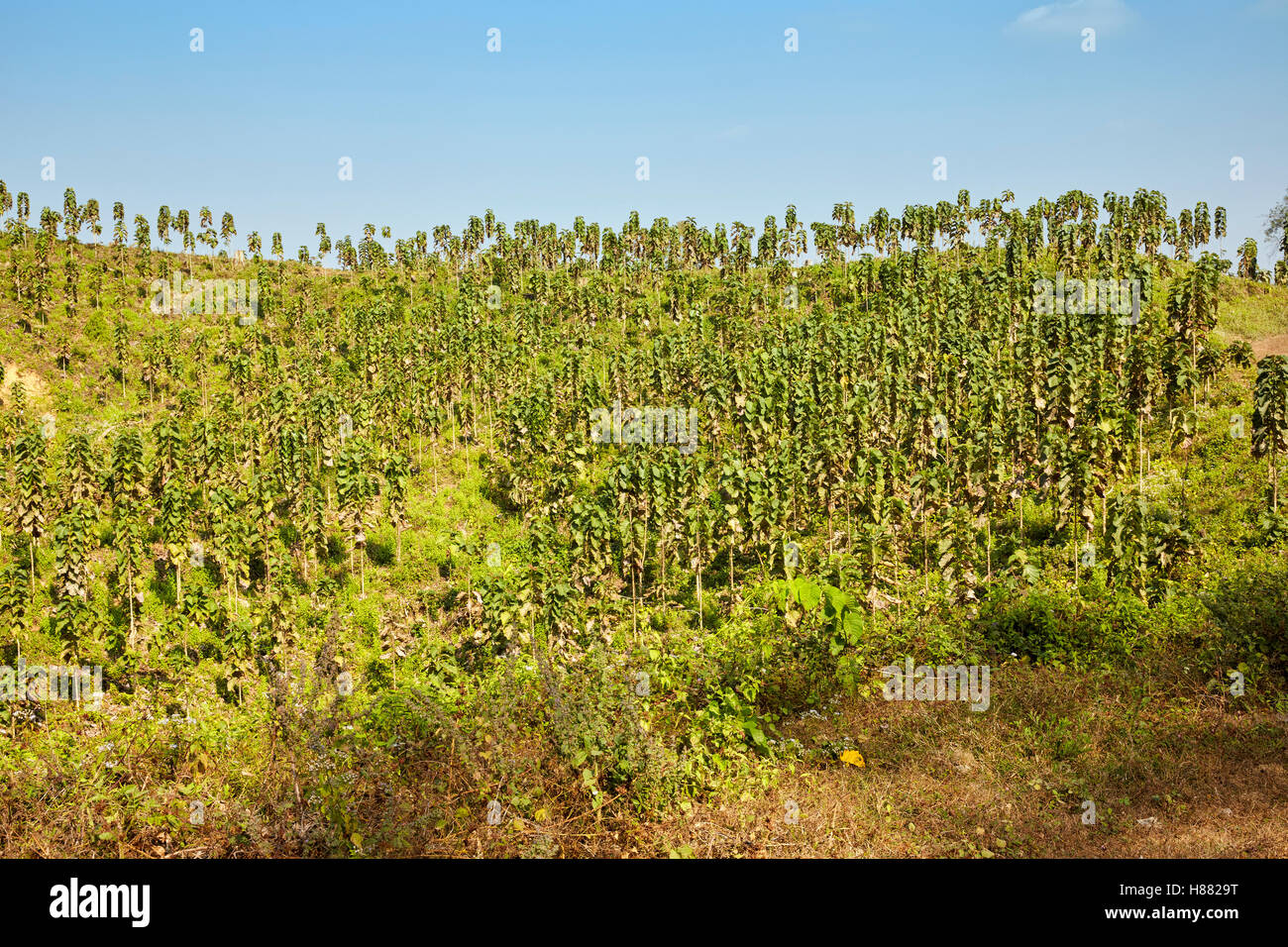 Teak forest hi-res stock photography and images - Alamy