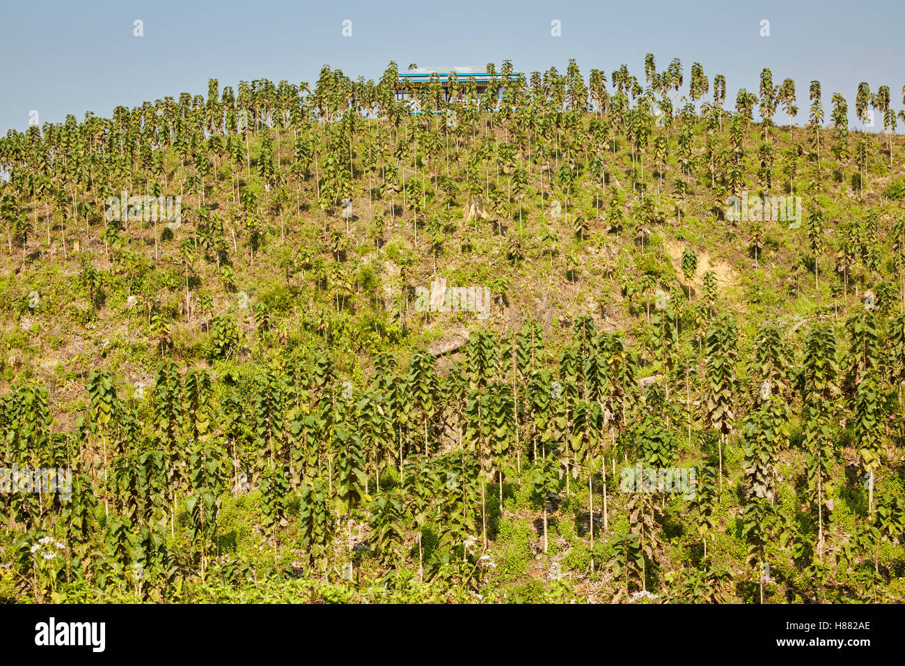 Teak Plantation, Bago Yoma Forest, Pegu mountain range, Myanmar Stock ...