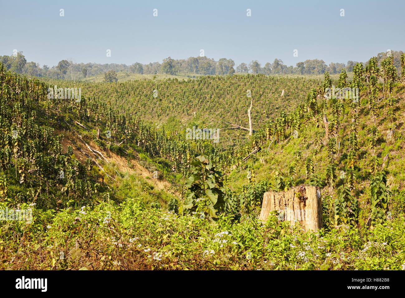 Teak forest hi-res stock photography and images - Alamy