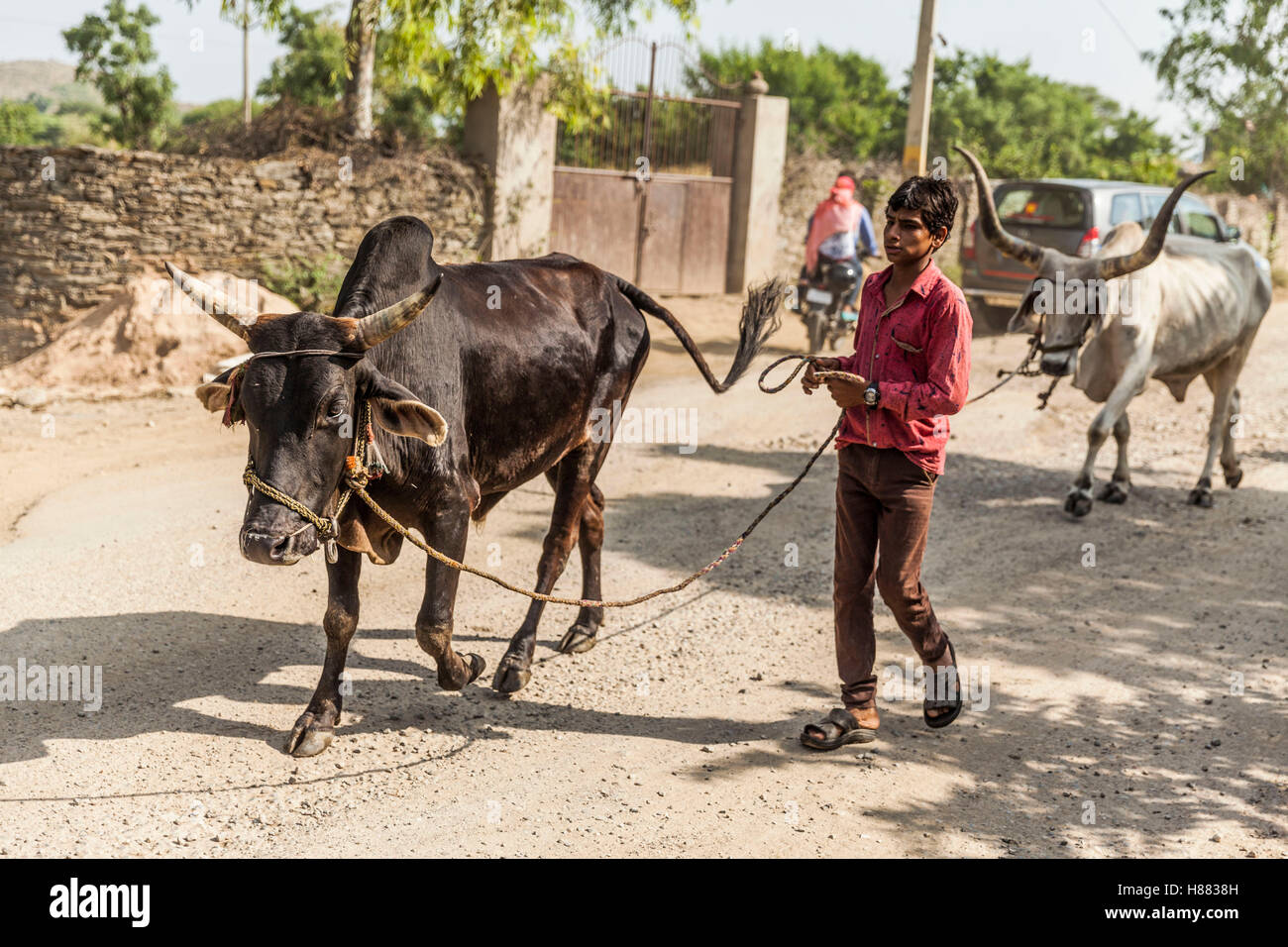 Leading ox hi-res stock photography and images - Alamy