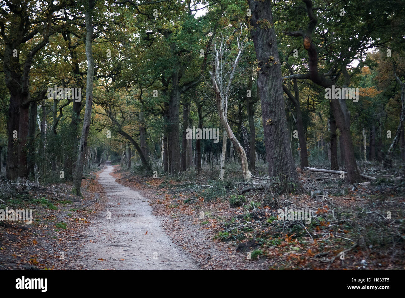 Colours in the woods hi-res stock photography and images - Alamy