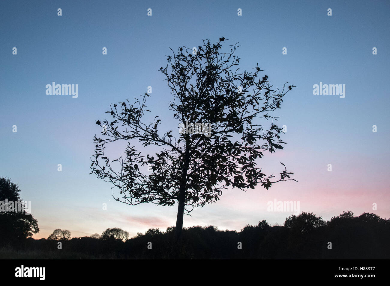 A small tree in silhouette in Sutton Park, Sutton Coldfield, West ...
