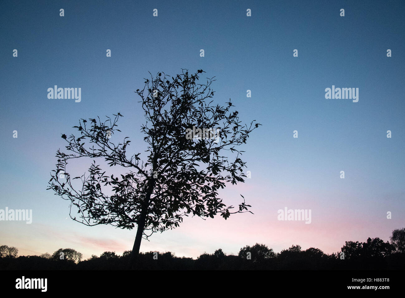 A small tree in silhouette in Sutton Park, Sutton Coldfield, West ...
