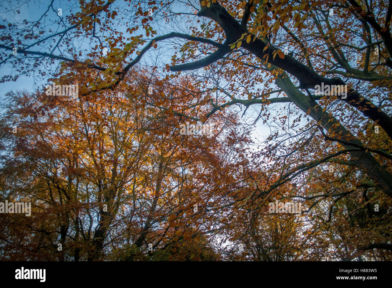 Autumn colours in Sutton Park, Sutton Coldfield, West Midlands, England ...