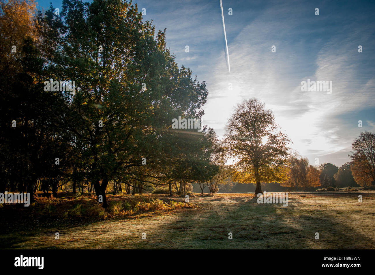 Sunlight shines though Autumn trees in Sutton Park, Sutton Coldfield ...