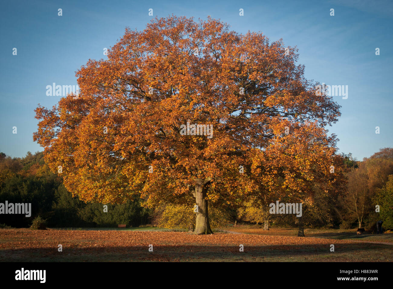 Autumn colours in Sutton Park, Sutton Coldfield, West Midlands, England ...
