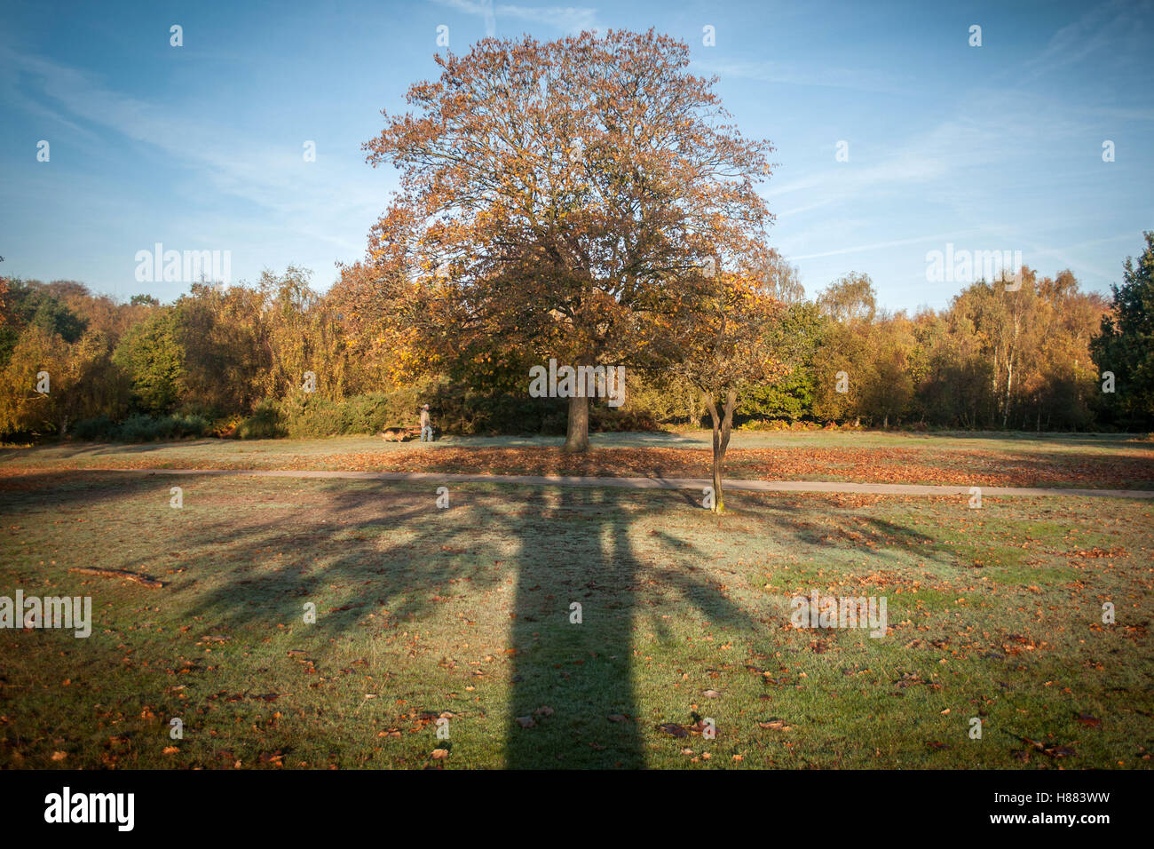 An Autumn tree in shadow in Sutton Park, Sutton Coldfield, West ...