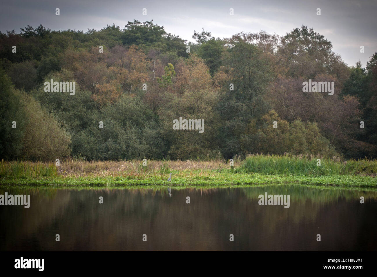 Autumn colours reflected in Little Bracebridge Pool in Sutton Park ...