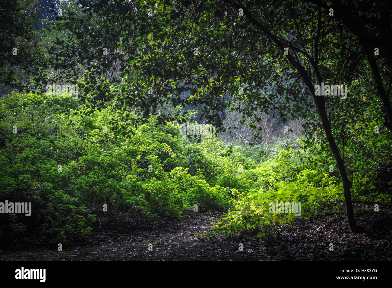 A path through the woods in Sutton Park, Sutton Coldfield, West ...