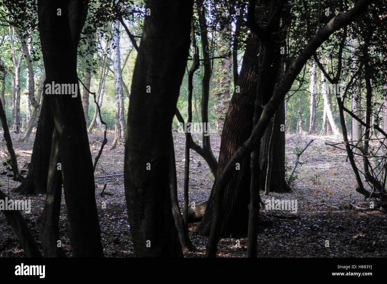 Trees in silhouette in Sutton Park, Sutton Coldfield, West Midlands ...