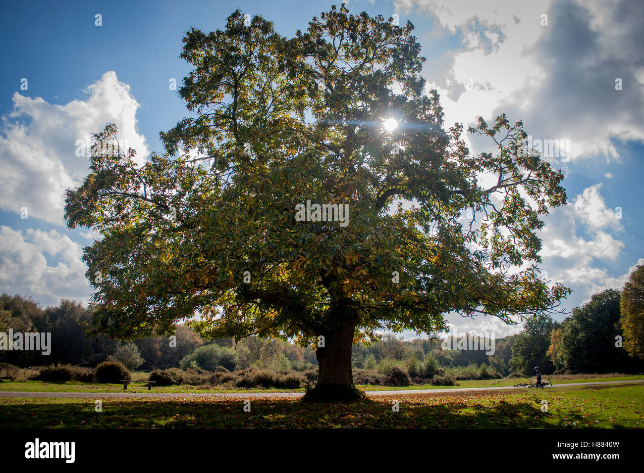 Evening sun casts Autumn colours in silhouette in Sutton Park, Sutton ...