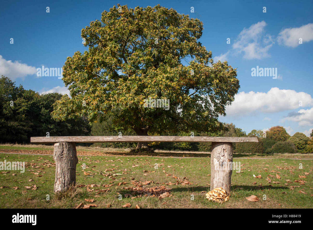 A bench and Autumn colours in Sutton Park, Sutton Coldfield, West ...