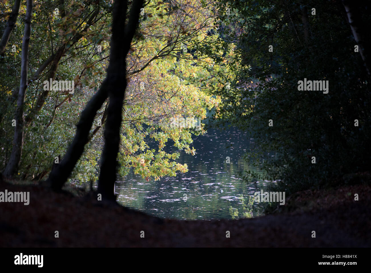 Autumn colours and silhouettes in Sutton Park, Sutton Coldfield, West ...