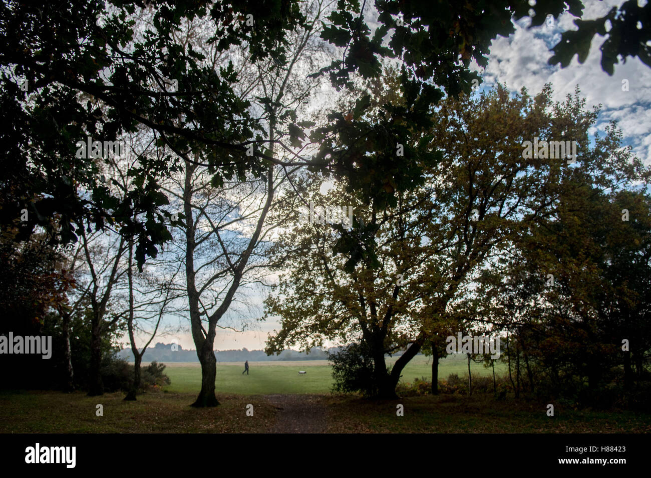 Silhouette of trees in autumn hi-res stock photography and images - Alamy