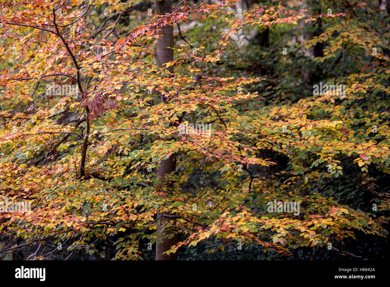 Autumn colours in Sutton Park, Sutton Coldfield, West Midlands, England ...