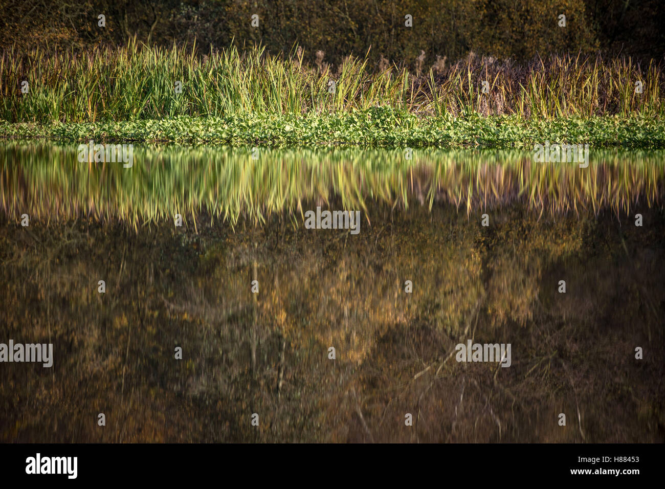 Autumn colours reflected in Little Bracebridge Pool in Sutton Park ...