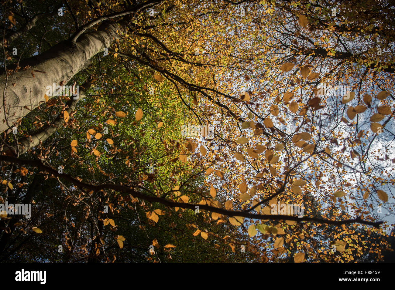 Autumn colours in Sutton Park, Sutton Coldfield, West Midlands, England ...