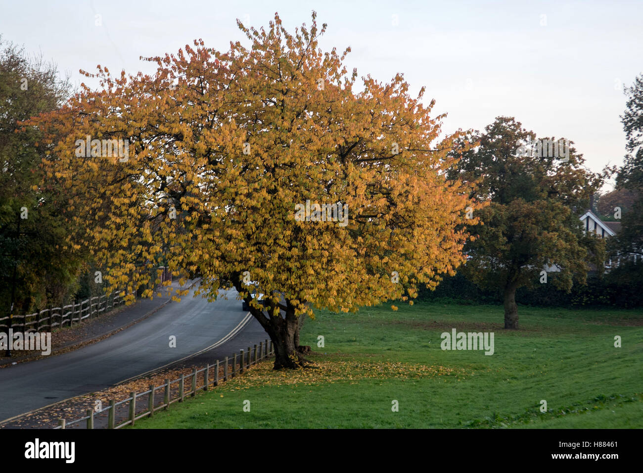 Autumn colours in Sutton Park, Sutton Coldfield, West Midlands, England ...