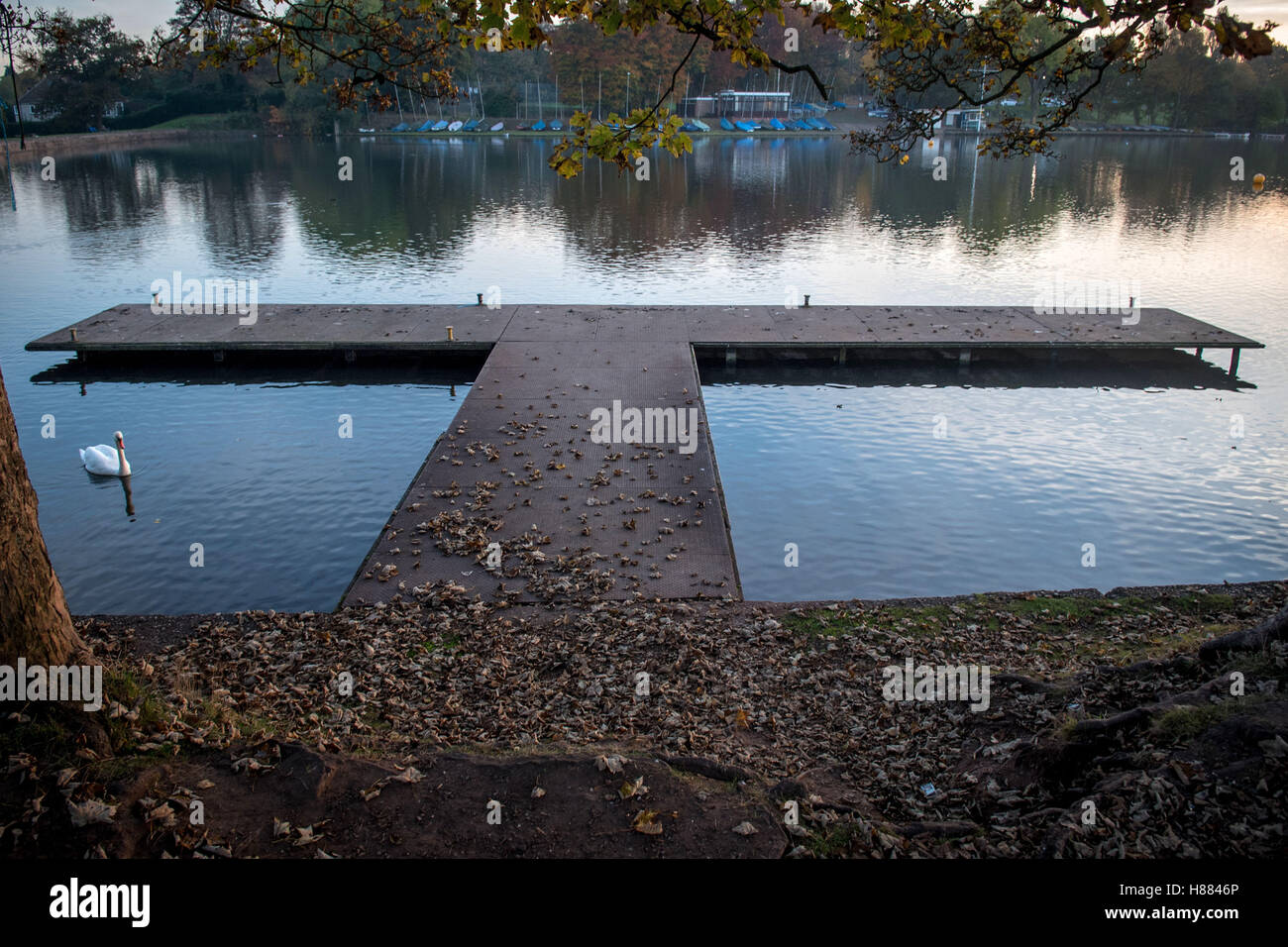 A swan swims towards a pier on Powells Pool in Sutton Park, Sutton ...